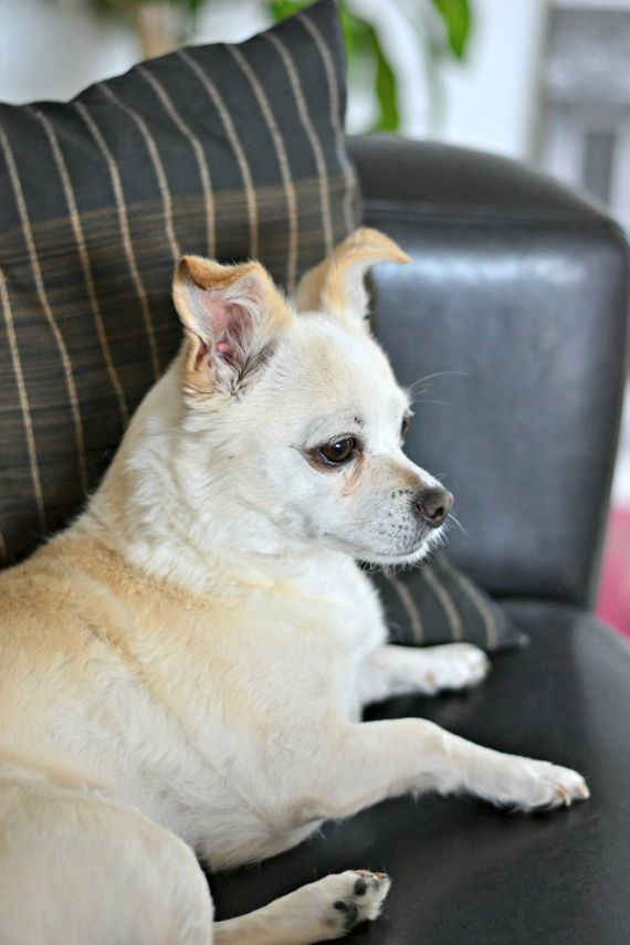 #WedelGlück - Wann wedelt Dein Hund vor Freude mit dem Schwanz?