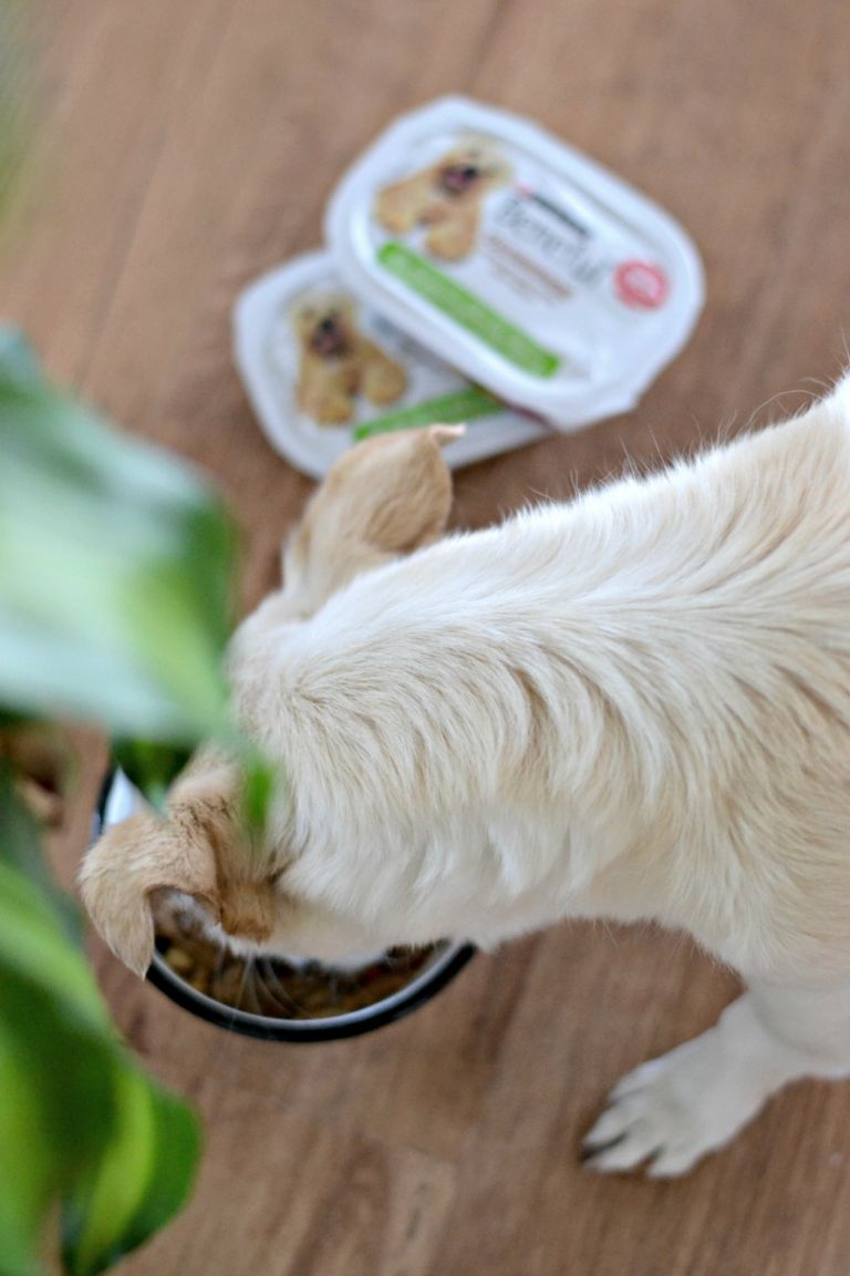 #WedelGlück - Wann wedelt Dein Hund vor Freude mit dem Schwanz?