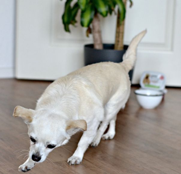 #WedelGlück - Wann wedelt Dein Hund vor Freude mit dem Schwanz?