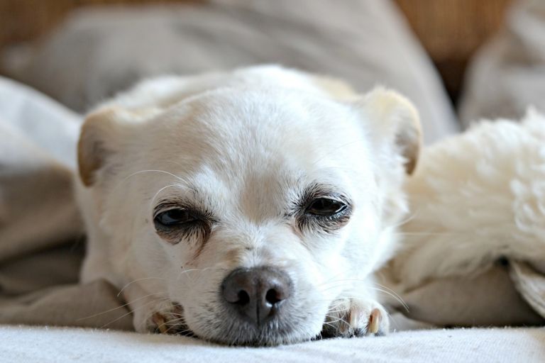 #WedelGlück - Wann wedelt Dein Hund vor Freude mit dem Schwanz?